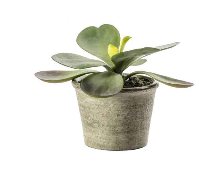 Kalanchoe Pale Green Plant in Pot – Tyrrells of Burnbank